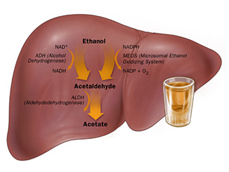 Liver Diseases And Alcoholism Gastroliver